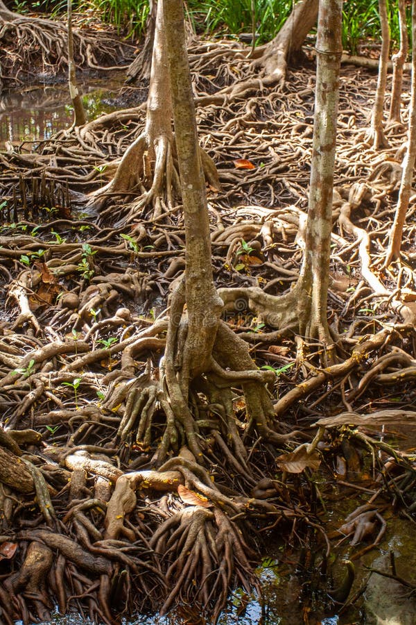 391 Mangrove Tree Root System Stock Photos - Free & Royalty-Free Stock ...