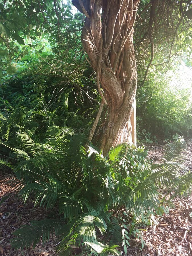 Intertwined Roots Texture Tree. Gray Background Stock Photo - Image of ...