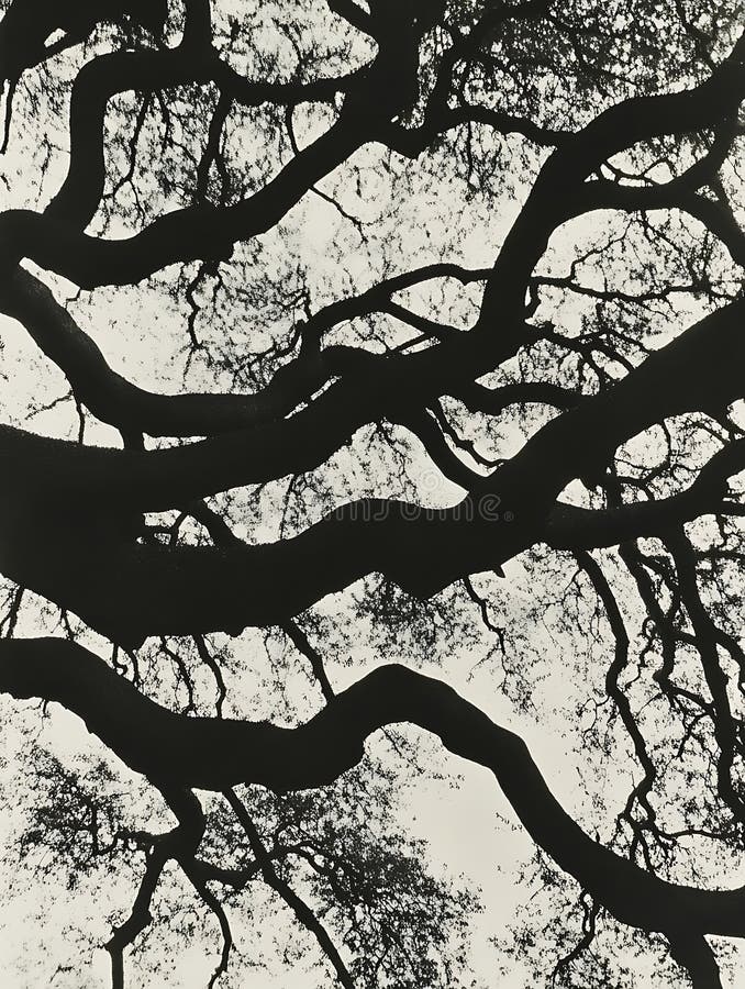Intertwined Tree Branches Create a Complex Silhouette Against the Sky ...