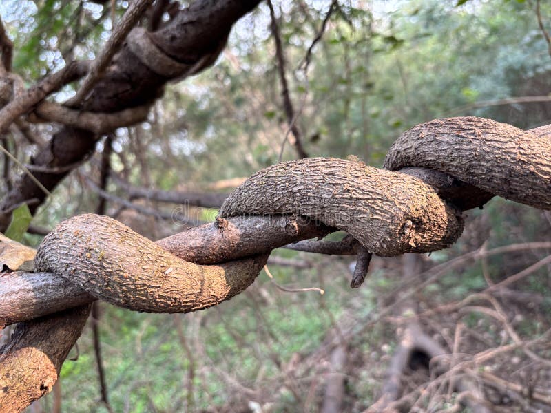 Intertwined Tree Branches Exhibiting Unique Natural Patterns Stock ...