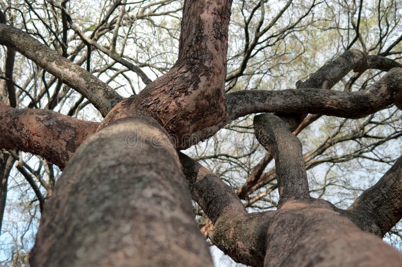 Intertwined Tree Limbs in Africa Stock Image - Image of vertical, woods ...