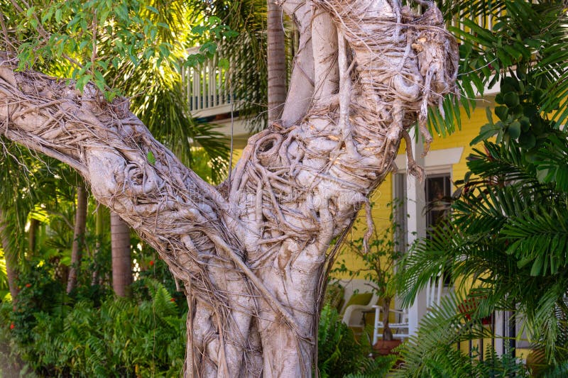 Intertwined Tree Nature. Intertwined Tree in the Forest. Intertwined ...