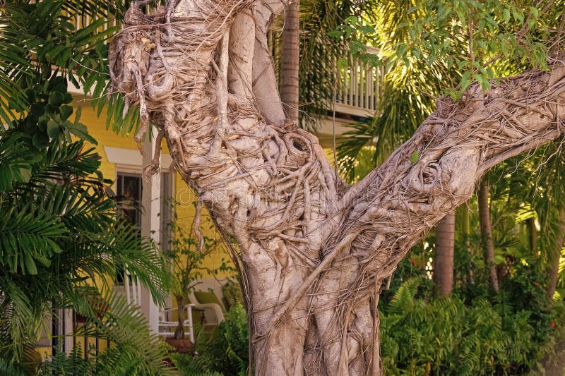 Intertwined Tree Nature. Intertwined Tree in the Forest. Intertwined ...