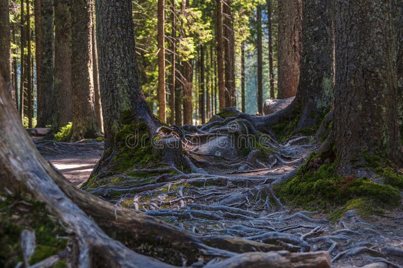 Intertwined Tree Roots Deep in the Forest Stock Image - Image of hill ...