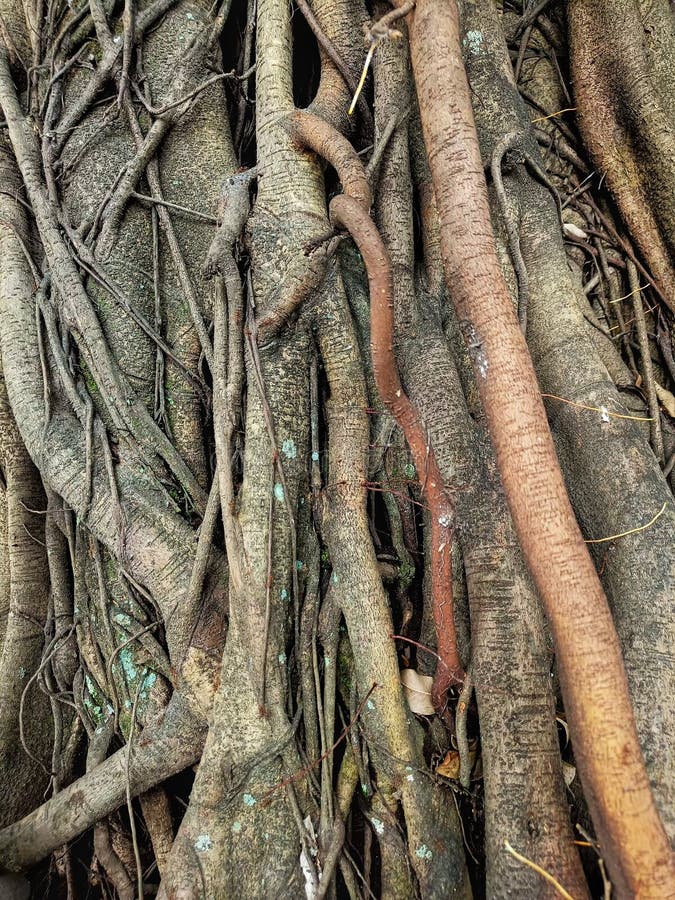 Intertwined Tree Roots in a Dense Forest Setting Stock Photo - Image of ...