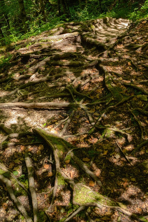 Intertwined Tree Roots into Each Other Stock Image - Image of rooting ...