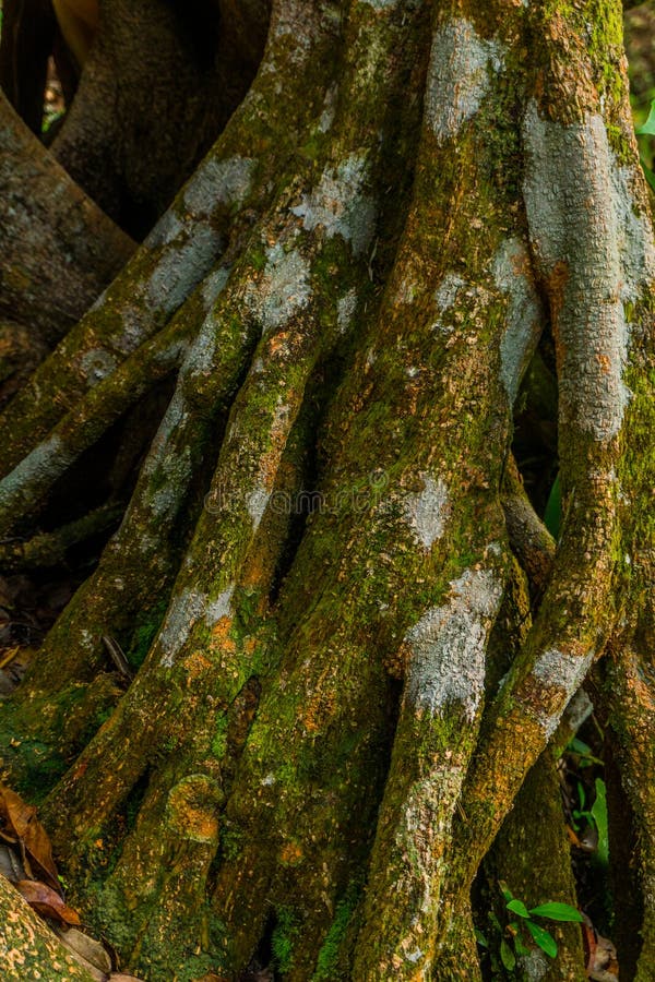 Close-up of Moss-covered Tree Roots with Textured Bark, Highlighting ...