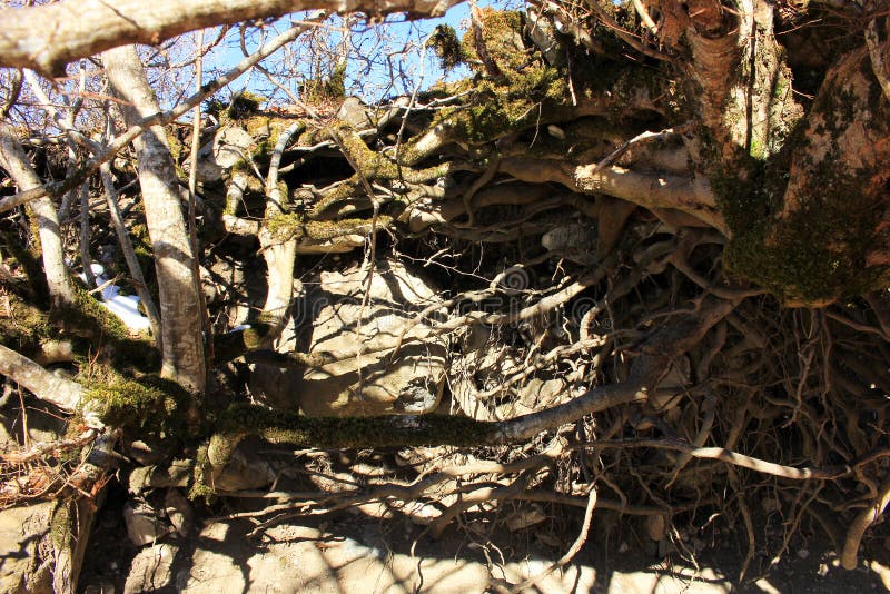 Intertwined Tree Roots in the Forest Stock Image - Image of intertwined ...