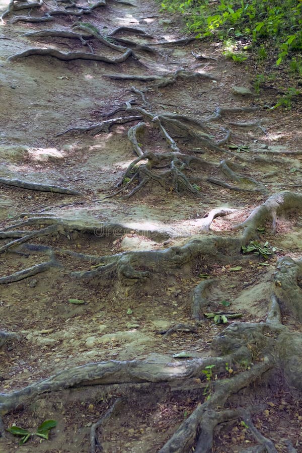 Intertwined tree roots stock image. Image of crooked - 248492011