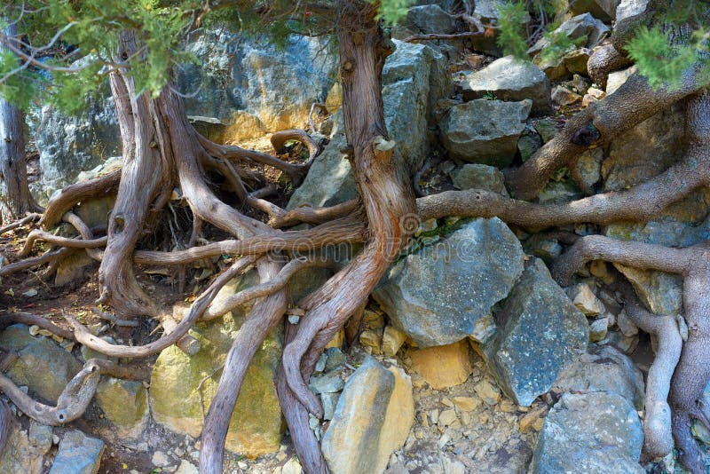 Intertwined Tree Roots on a Sunny Trail Stock Image - Image of ...