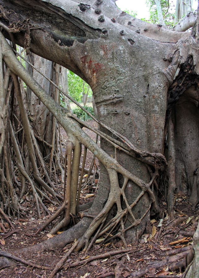 Intertwined Tree Roots and Trunk in Forest Stock Illustration ...
