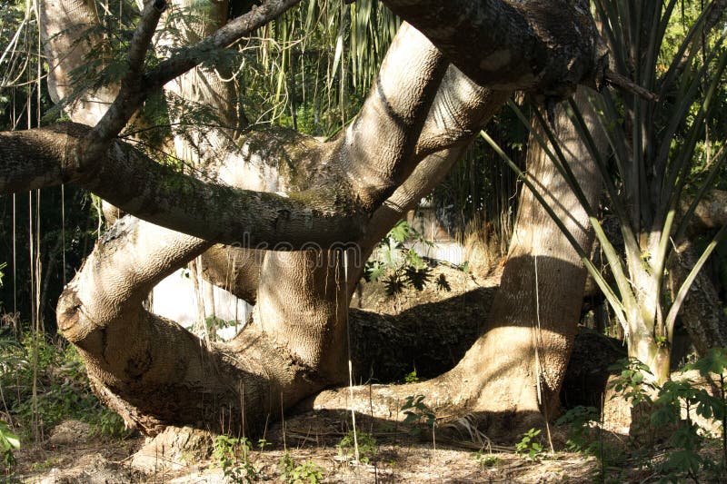 Intertwined Tree in the Tropical Jungle Stock Photo - Image of wood ...