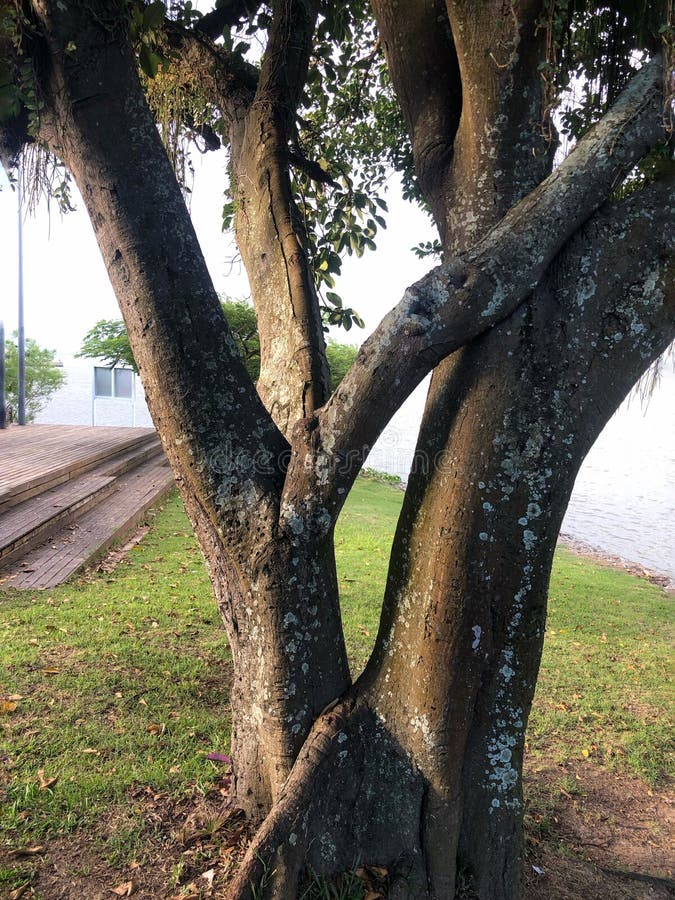 A Tree with Multiple Intertwined Trunks is Next To a Lake Stock Photo ...