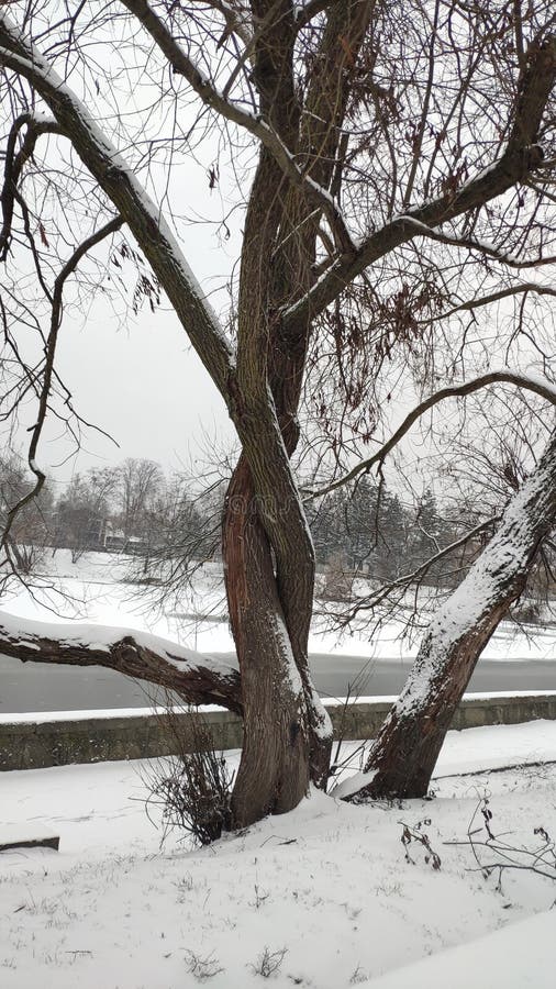 Trunk with Intertwined Roots of Big Old Tree, Detail View Stock Photo ...