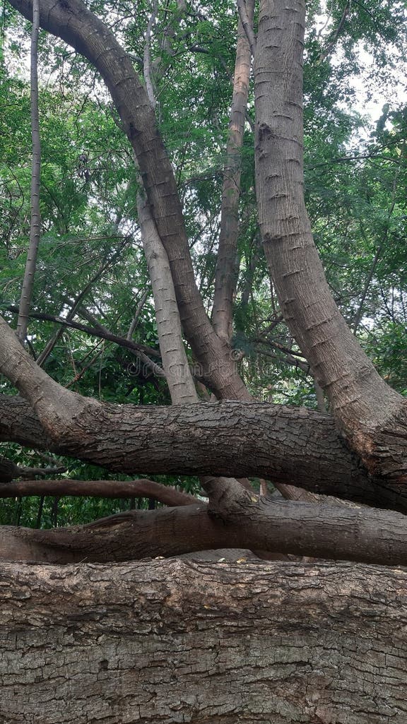 A Tangle of Tree Trunks and Branches Creates a Textured, Layered ...