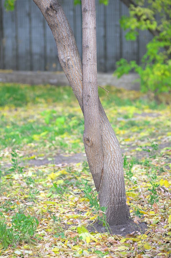 Intertwined tree trunks stock photo. Image of intertwined - 65561050