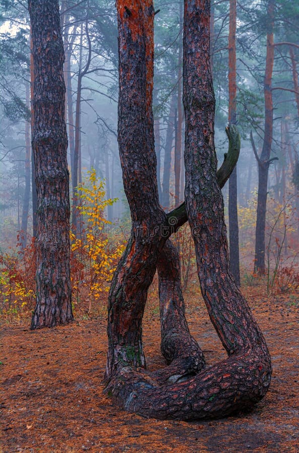 Intertwined Tree Trunks from a Single Root. Stock Image - Image of ...