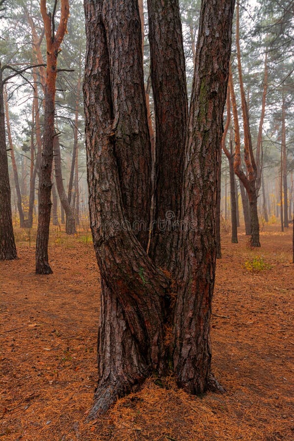 Intertwined Tree Roots on the Surface of the Soil on the Slope of the ...