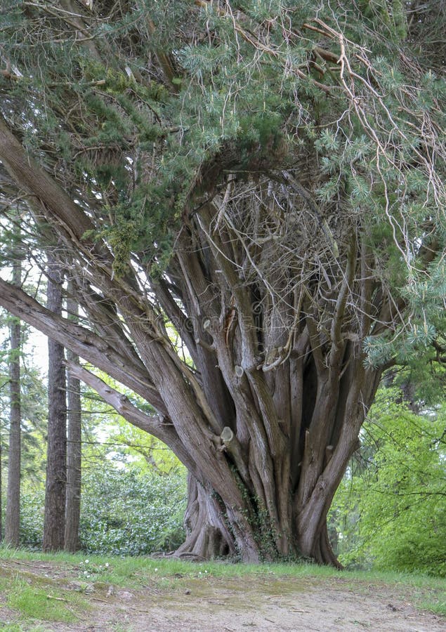Intertwined tree trunks stock photo. Image of light - 149082766