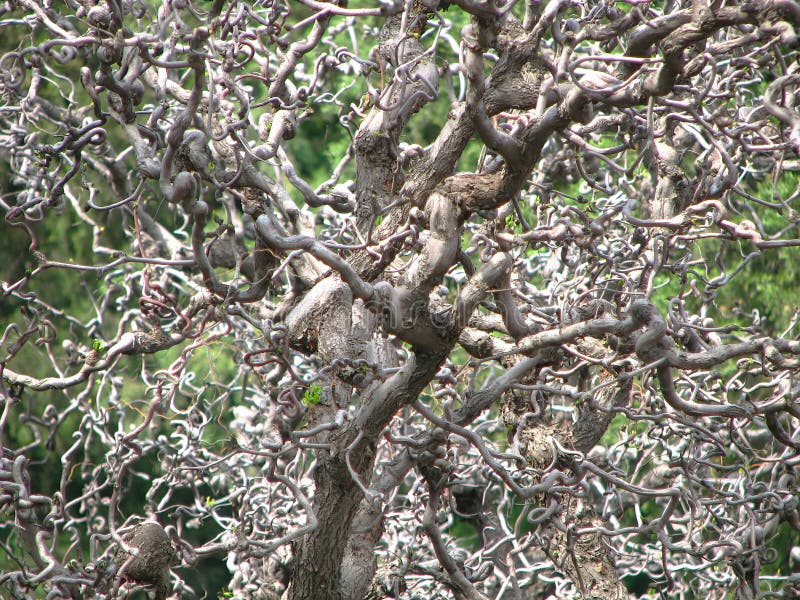 The Intertwined Twisted of Trees Branches Beautiful Nature Stock Image ...