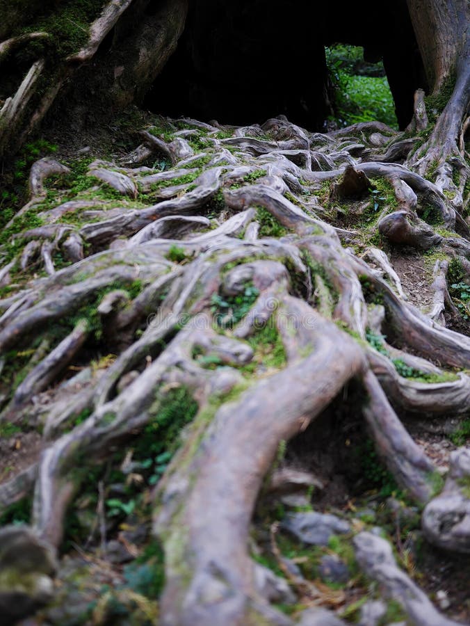The Intertwined Twisted of Trees Branches and Roots Beautiful Nature ...