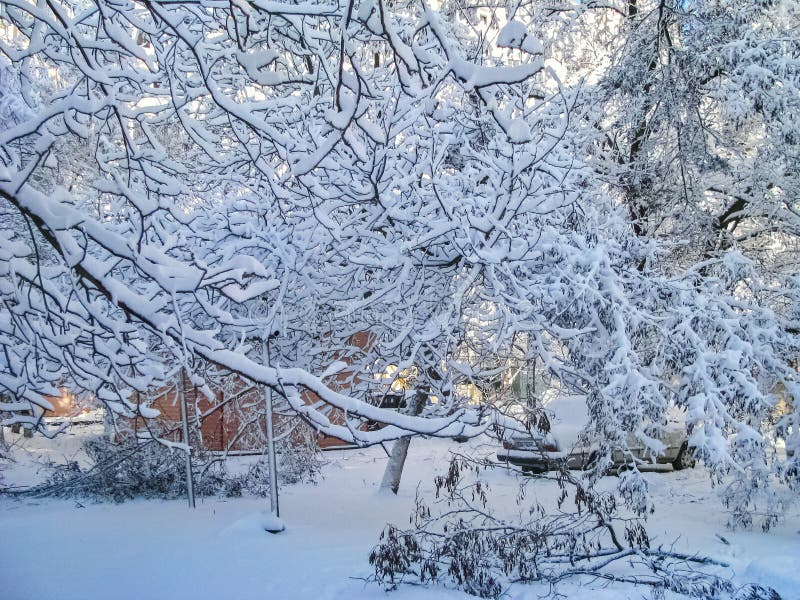 Intertwining Branches of Trees Covered with a Layer of Snow Formed a ...