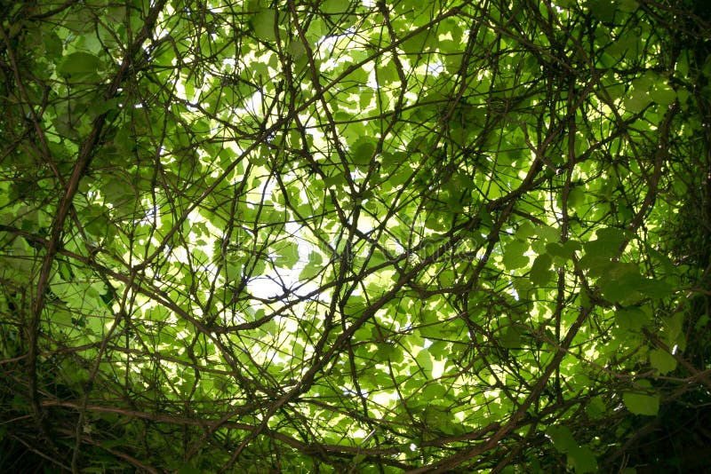 The intertwining branches stock photo. Image of closeup - 60069200