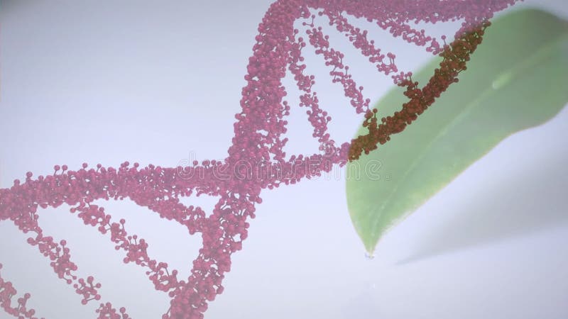 Intertwining DNA Strand with Green Leaf, Symbolizing Nature and Science ...