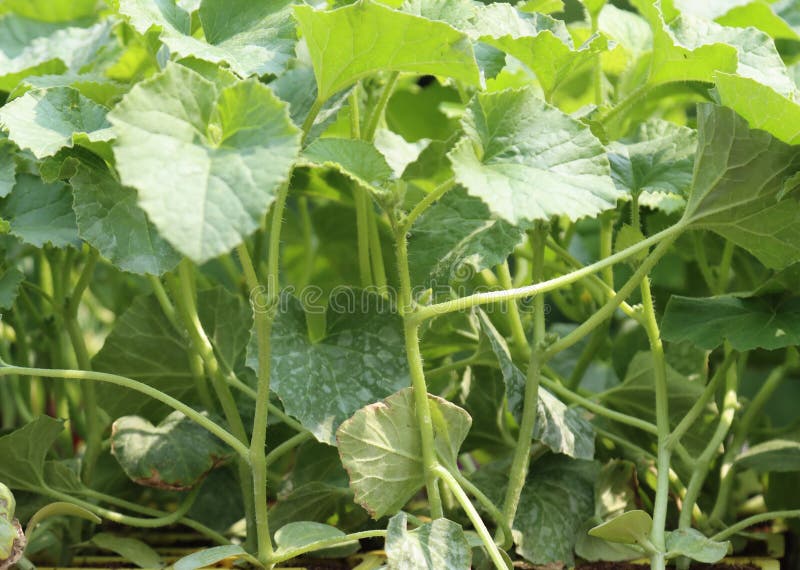 1,057 Inbetweening Stock Photos - Free & Royalty-Free Stock Photos from ...