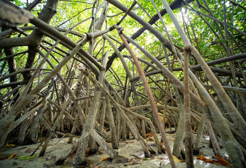 Intertwining Mangrove Roots in Dense Forest Stock Photo - Image of ...
