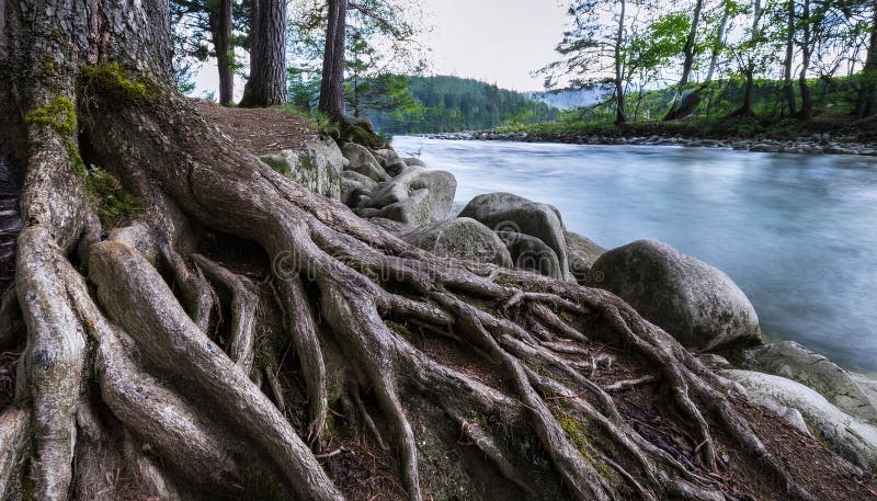The Intertwining Roots of the Giant Tree by the Peaceful River Stock ...