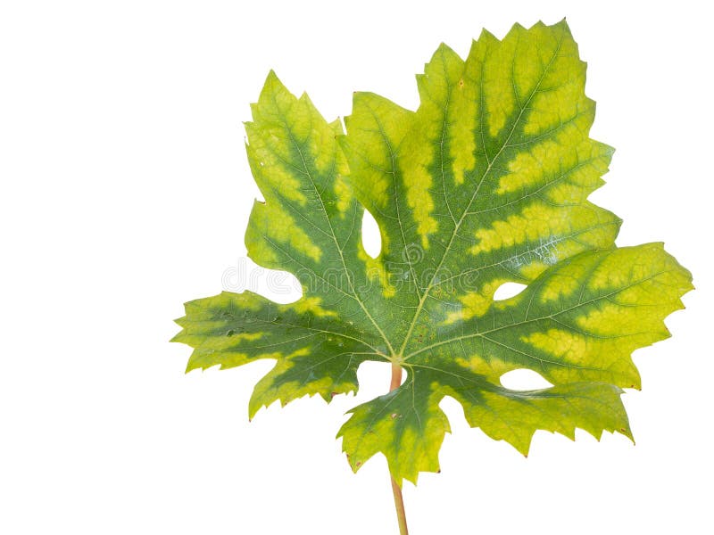 Interveinal Chlorosis Caused by Iron or Nitrogen Deficiency on a Grape ...