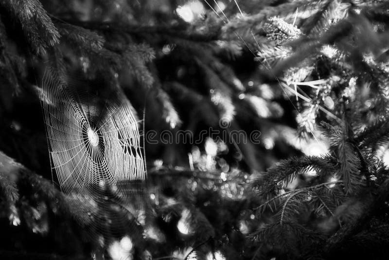 Spider Web on the Branches of Spruce. Stock Photo - Image of cobwebs ...