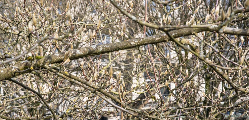 Interweaving knots stock image. Image of interweaving - 86080441