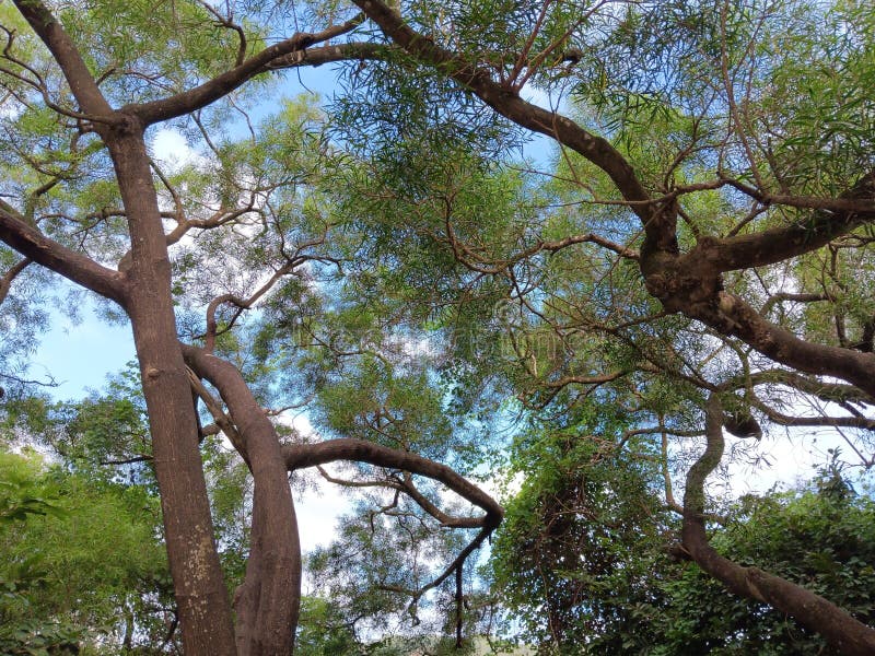 Interweaving tree branches stock photo. Image of garden - 297766110