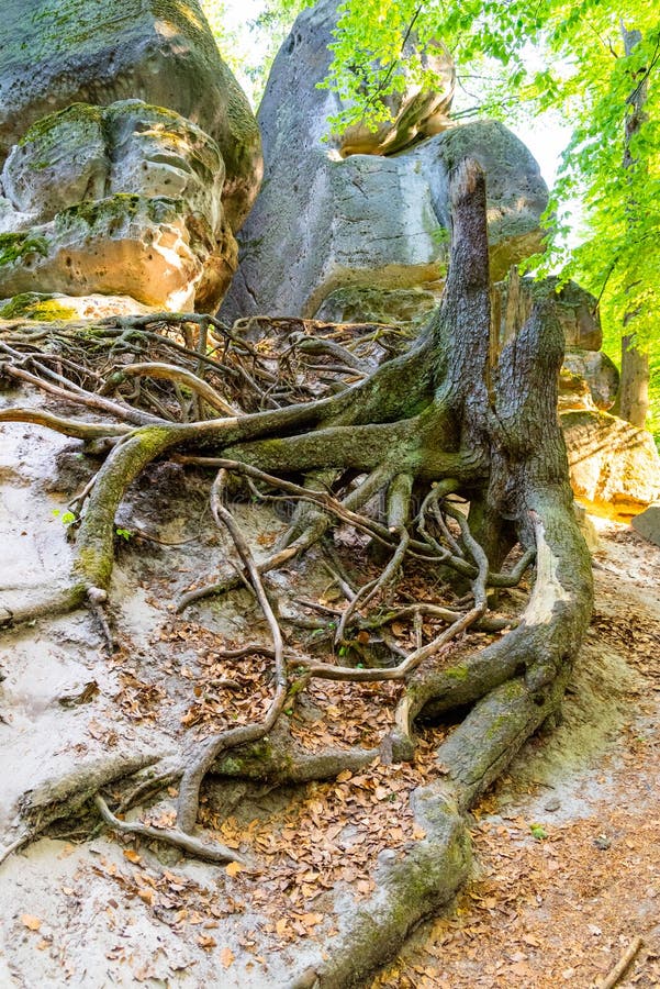 Interwined Root System in the Dry Sandy Ground Stock Photo - Image of ...