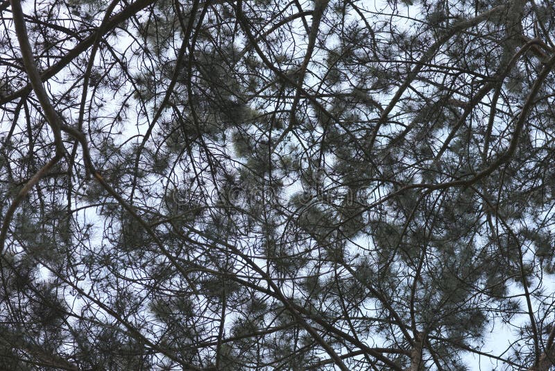 Interwoven Branches of a Coniferous Tree Stock Photo - Image of ...