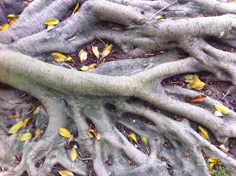 Lacy Tree Philodendron or Selloum As a Background. Stock Photo - Image ...