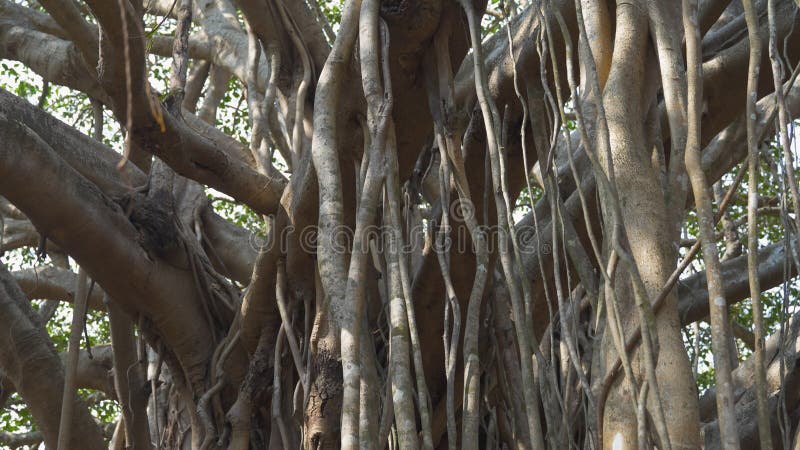Interwoven Trunks of Banyan Trees in the Park Stock Image - Image of ...