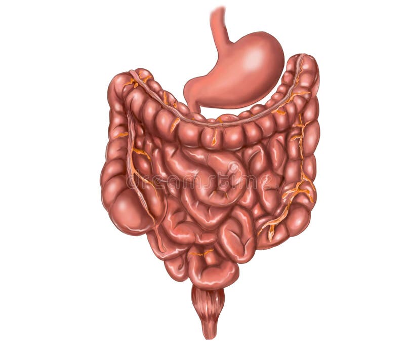 Intestin illustration stock. Illustration du sain, retrait - 36379149
