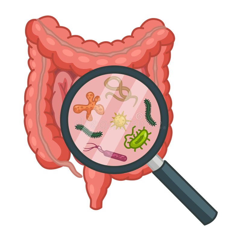 Intestinal Bacteria in a Magnifying Glass. Stock Vector - Illustration ...