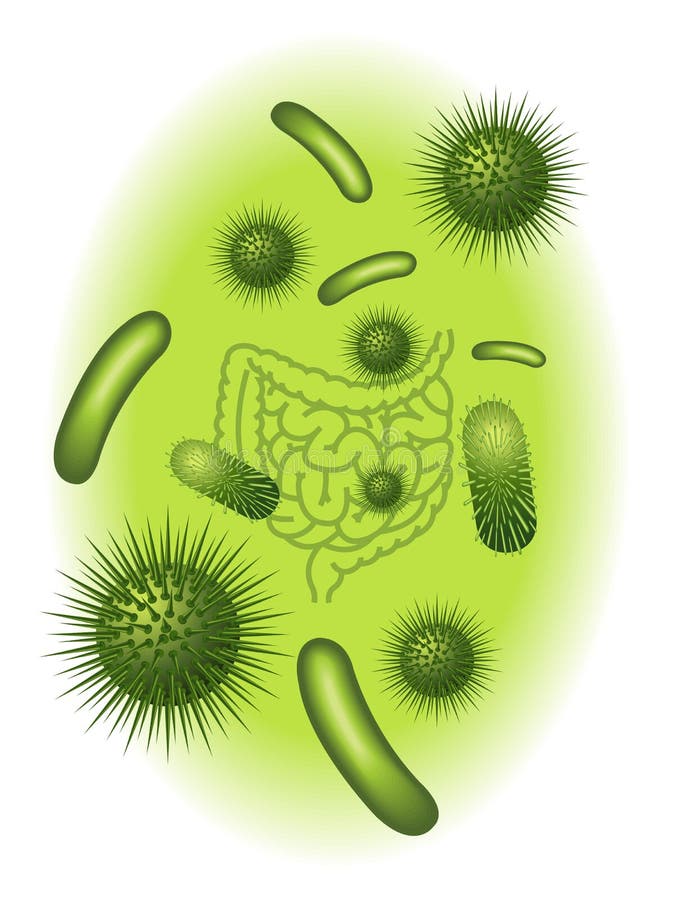 Intestinal bacterial flora stock vector. Illustration of immunological ...