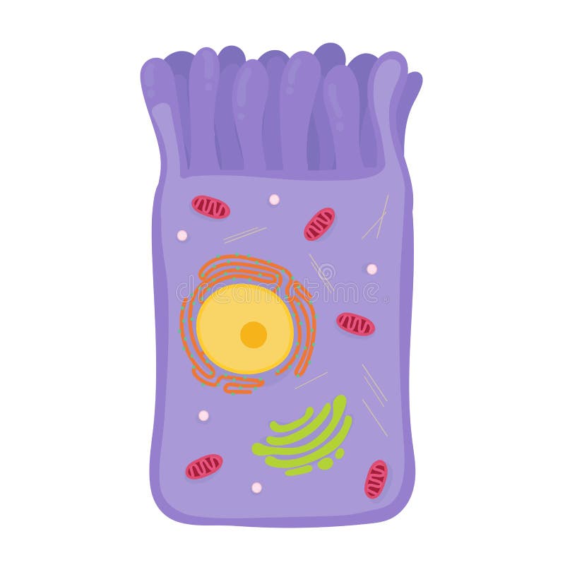 The intestinal cell stock vector. Illustration of science - 130605696