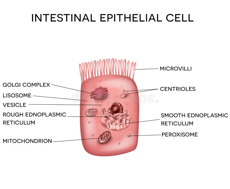 1,233,000+ Epithelial cell Free Stock Photos - StockFreeImages