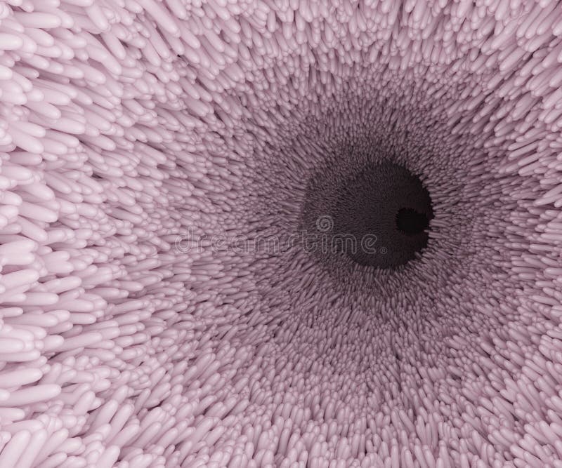 The Intestinal Epithelium is the Single Cell Layer that Form the ...