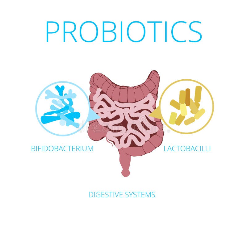 Intestinal Flora Vector Concept with Probiotics Icons. Stock Vector ...