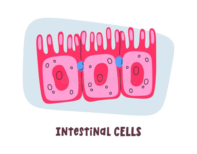 Intestinal Human Cells stock vector. Illustration of biology - 280800377