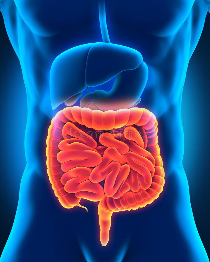 Internal Organs Front View stock illustration. Illustration of chart ...