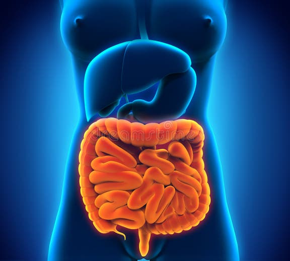 Intestinal Internal Organs stock illustration. Illustration of ...