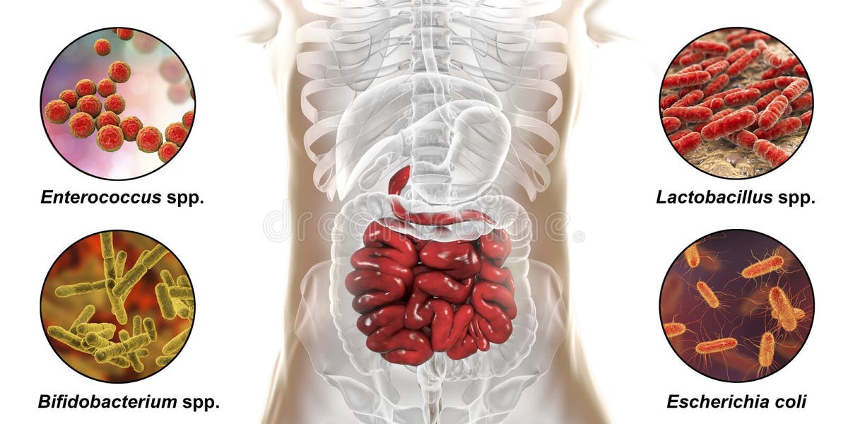 Microbiome Bacteria Body Stock Illustrations – 763 Microbiome Bacteria ...